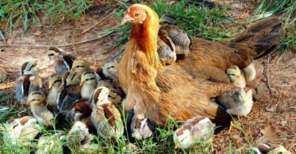 The Sacrificial Love Story Of A Mother Hen For Her Chicks