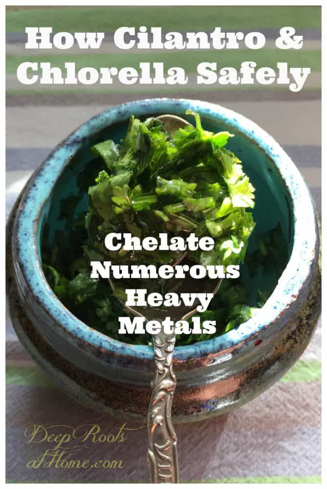 Can Cilantro & Chlorella Safely Chelate Numerous Heavy Metals?