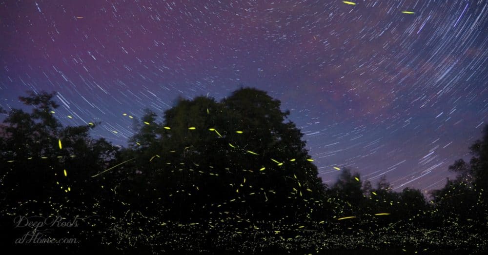 Fireflies Live Their First 2 Years Underground: Lawn Chemicals Kill Them