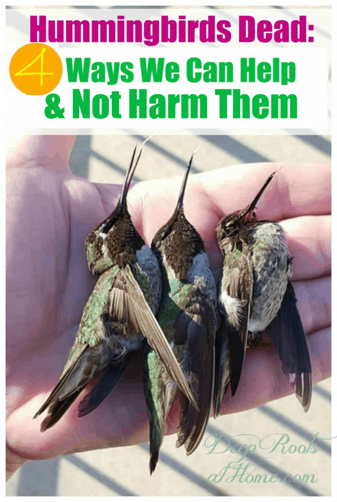 Hummingbirds Dead: 4 Ways We Can Help & Not Harm Them