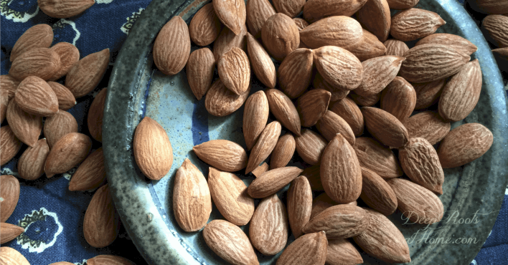 Apricot Pits: The Amazing Seed with Life-Saving Poison